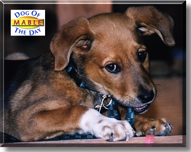 Mable - Dog - November 11, 1999