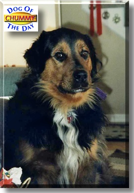 Chummy - Rottweiler, Bernese Mountain - March 9, 2001