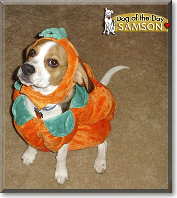 Samson - Beagle - October 31, 2006