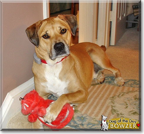 Bowzer - Boxer, Lab, Ridgeback - August 13, 2010