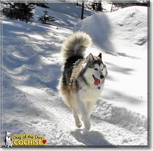 Cochise - Siberian Husky - February 2, 2010