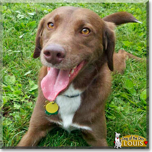 Louis - Chocolate Lab, Pointer - September 8, 2011