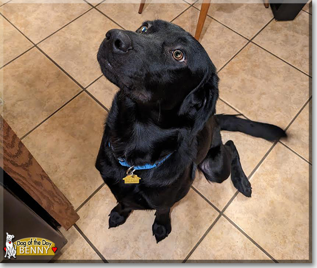 Dog of the Day - Every day a new dog photo and story since 1998.